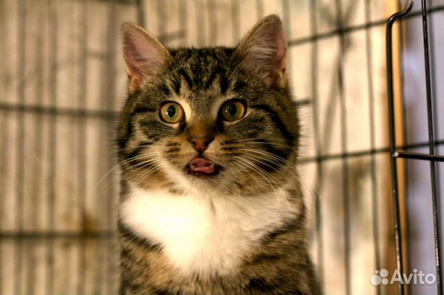 Кошечка Пуговка