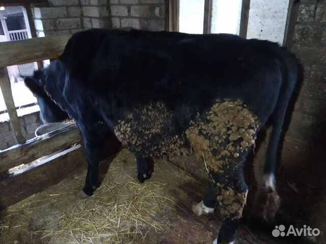 Бык на мясо