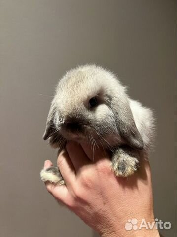 Декоративный кролик минилоп 2 месяца
