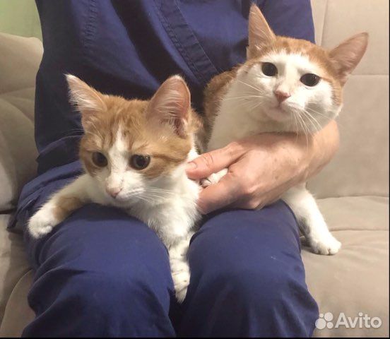 Котята рыжики