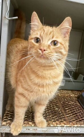 Котенок-Мурчун рыжим солнышком в Ваш дом)