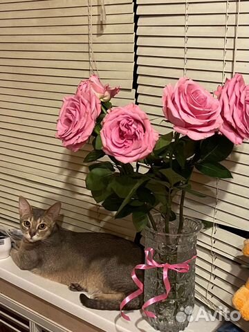 Абиссинская кошка ищет котика