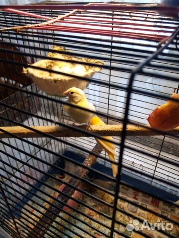 Продам кенаров и канареек ручных