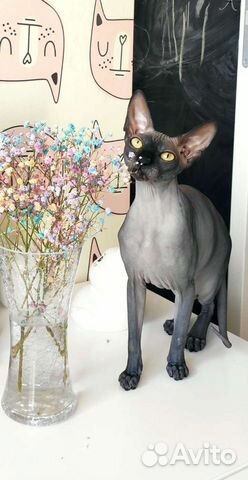 Канадский сфинкс девочка