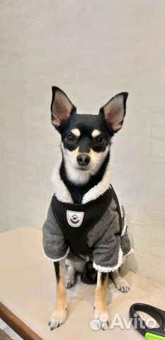 Русский той-терьер вязка