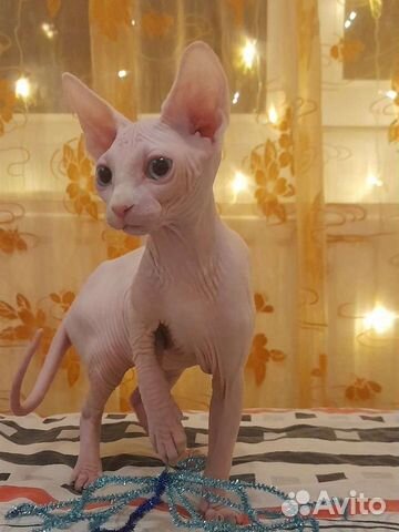 Канадский сфинкс