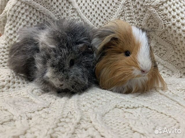 Морские свинки тексель и шелти мышки