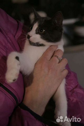 Котёнок подросток в добрые руки