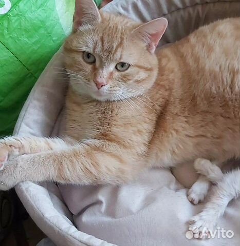 Рыжие котики ищут дом