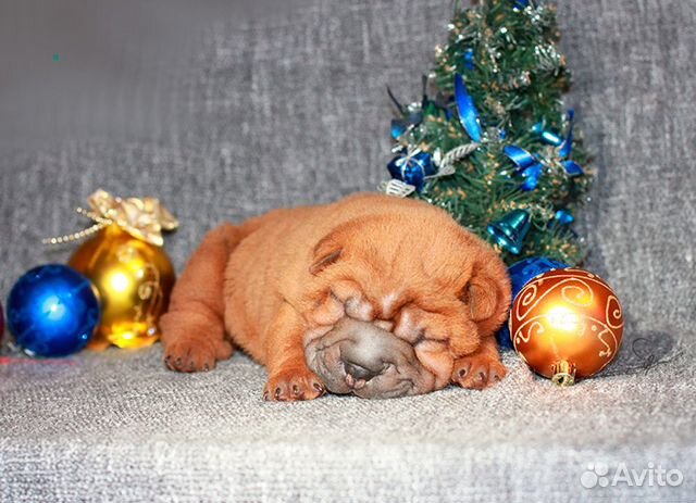 Щенки шарпей, шарпеи- мандаринки