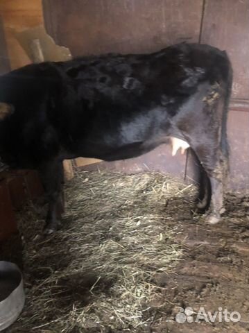 Корова на мясо ц55тыс