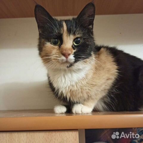 Маргоша красавица ищет дои