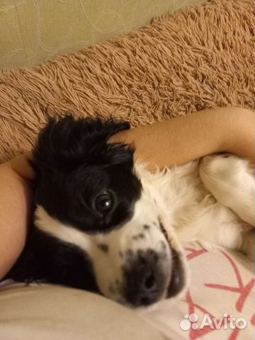 Русский спаниель