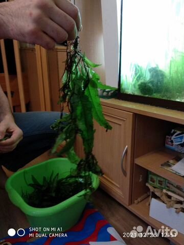 Прополка аквариума: криптокарина и валиснерия