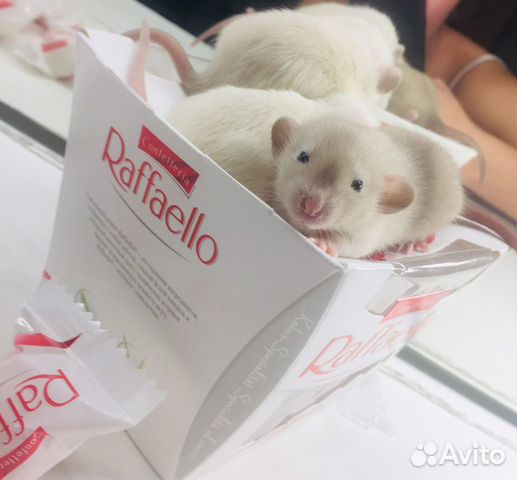 Крыса дамбо