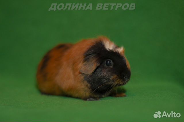 Мальчик американский крестед черепаховый