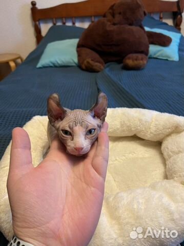 Канадский сфинкс котенок девочка эльф