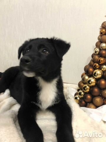 Щенки в ответственные, добрые руки