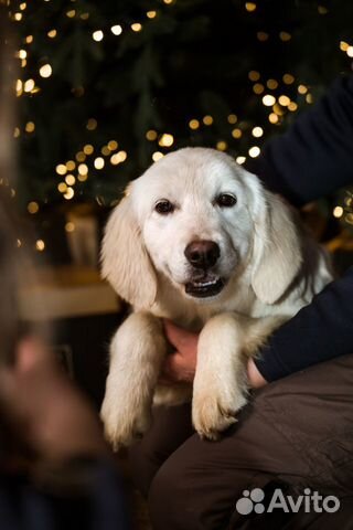 Золотистый ретривер, девочка (видео в объявлении)