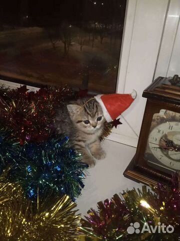 Британочки