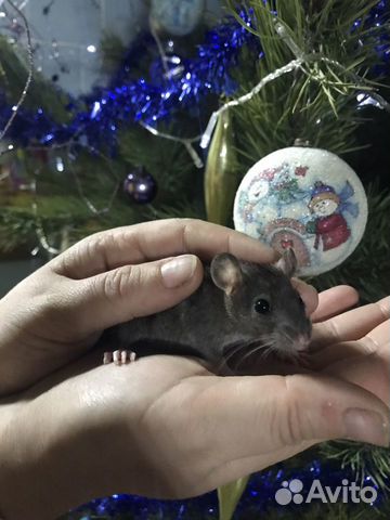 Крыса Дамбо мальчик, красавчик. Др 30 ноября