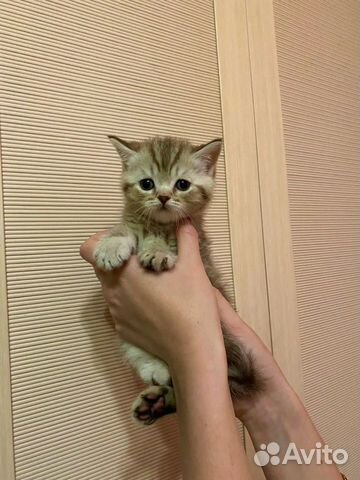 Британский кот