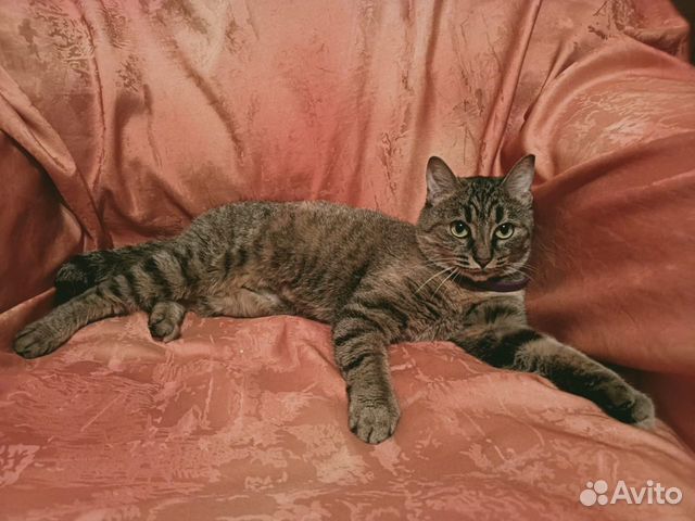 Кошечка Тая в добрые руки