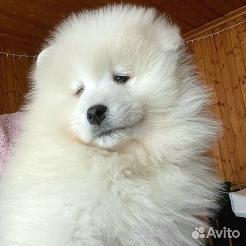 Самоед в Новом году