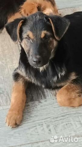 Хэнк ждет своего человека