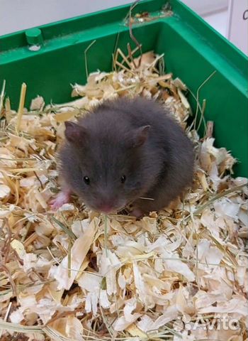 Сирийский хомяк