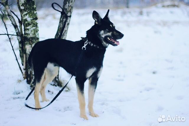 Добрый и ласковый молодой красавец Макс, отдам