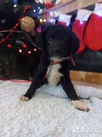 Бублик ищет родителей