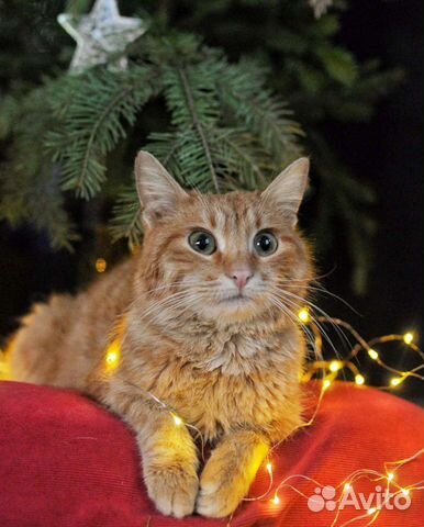 Кошки бесплатно
