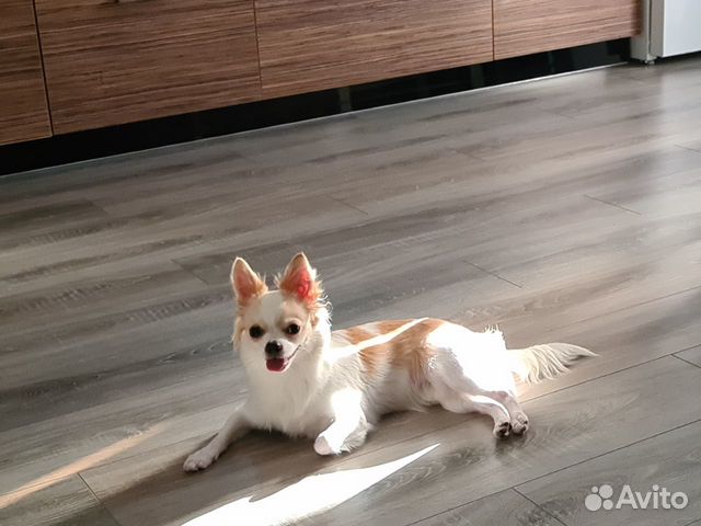 Продам Чихуахуа