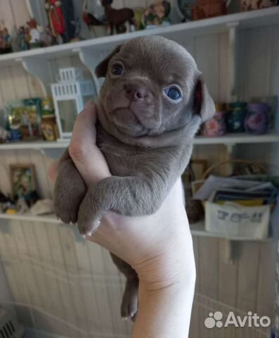 Лиловое чудо