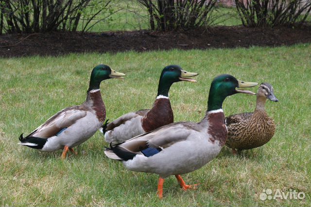 Утка кряква подсадная