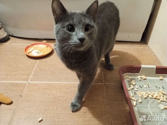 Кот русская голубая