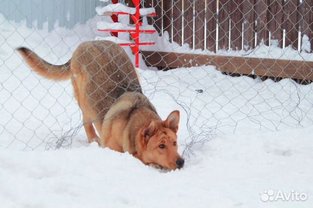 Отличная собака для семьи посмотритеметис овчарки