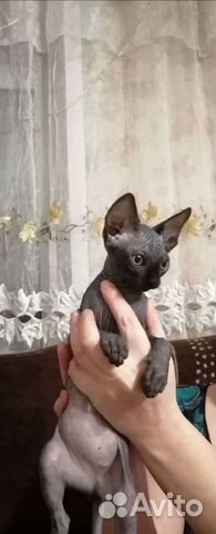 Канадский сфинкс