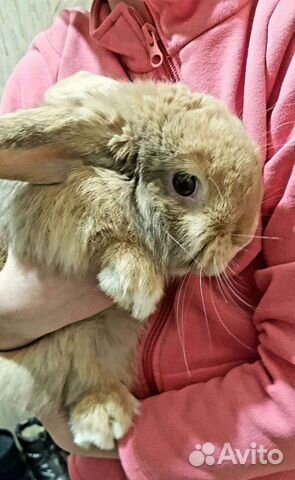 Декоративные кролики вислоухие