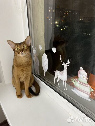 Абиссинская