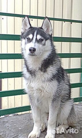 Собаки хаски