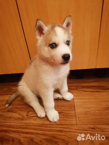 Щенки сибирской хаски
