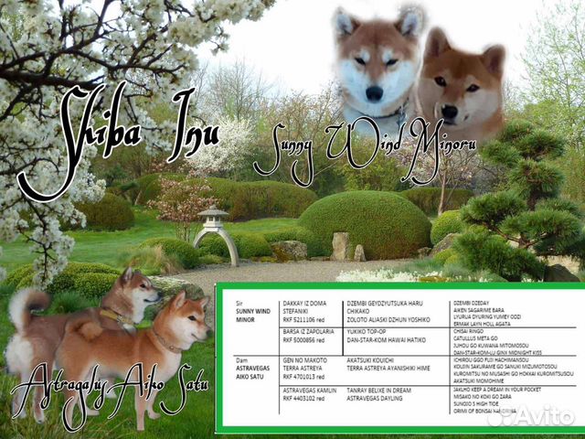 Сиба- ину, милые щенки