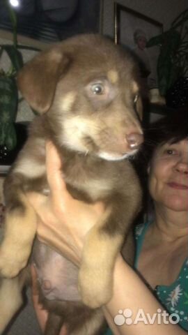 Щенок в добрые руки