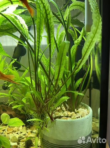 Криптокорина апоногетонолистная