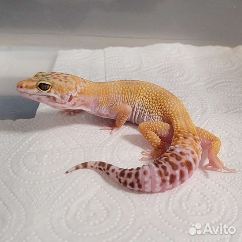 Эублефар с нюансом