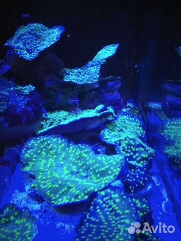 Коралл Чалис