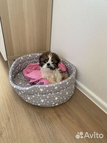 Мальчик щит цу 2 месяца