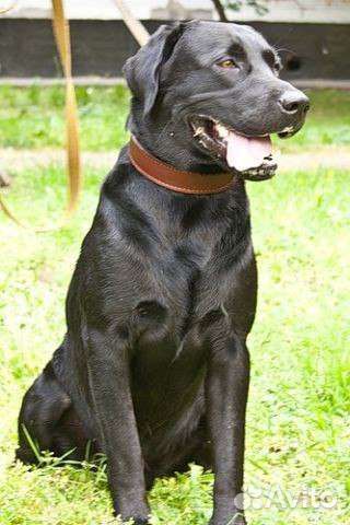 Отдам лабрадора